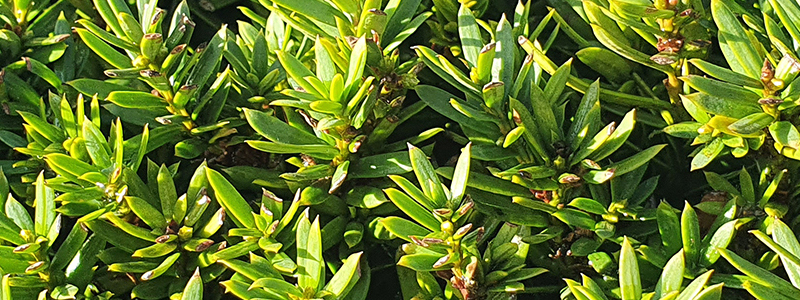 David Cheshire Nurseries Ltd